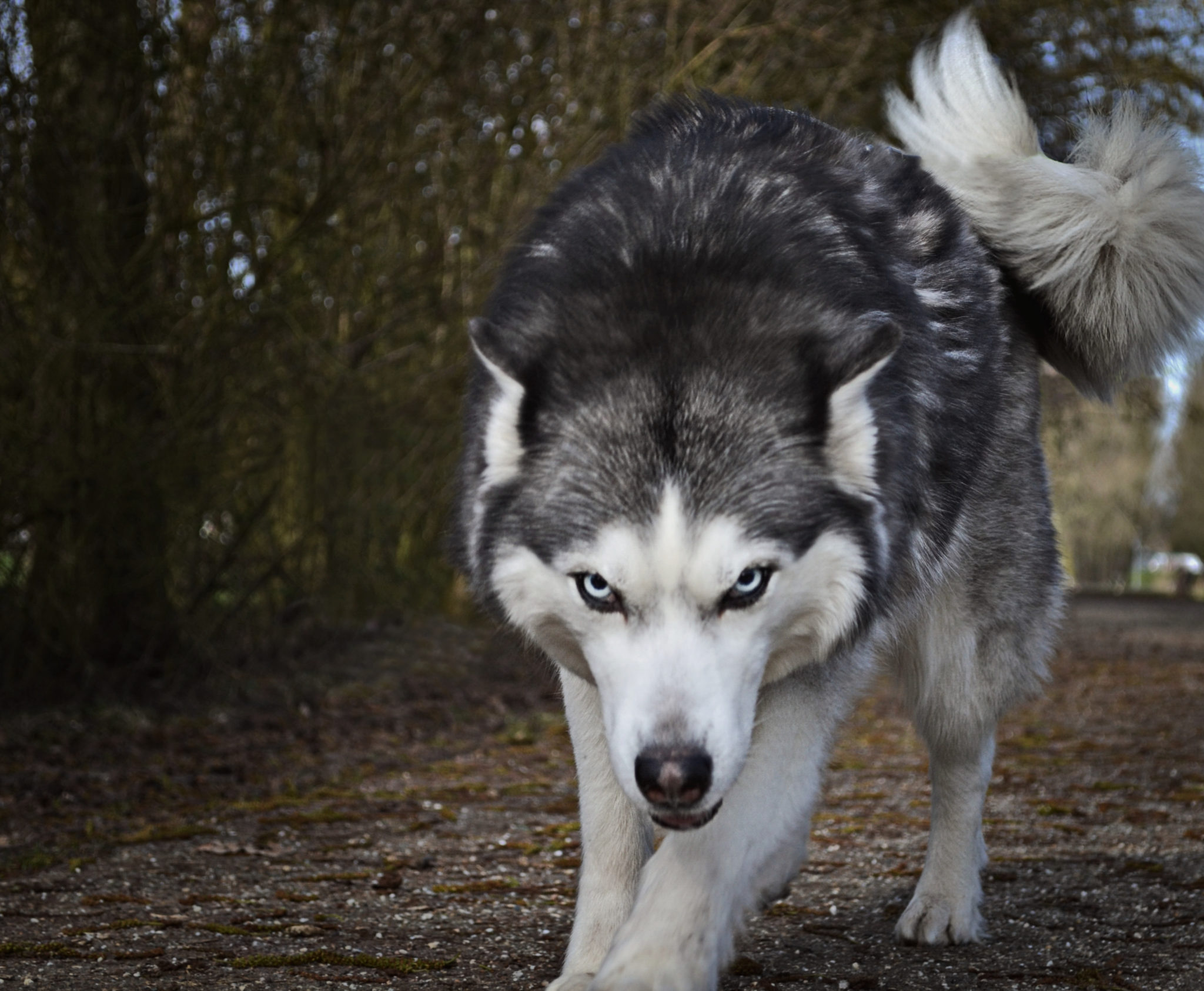 Fierce Wolves and Bold Shepherds | Growing in Grace